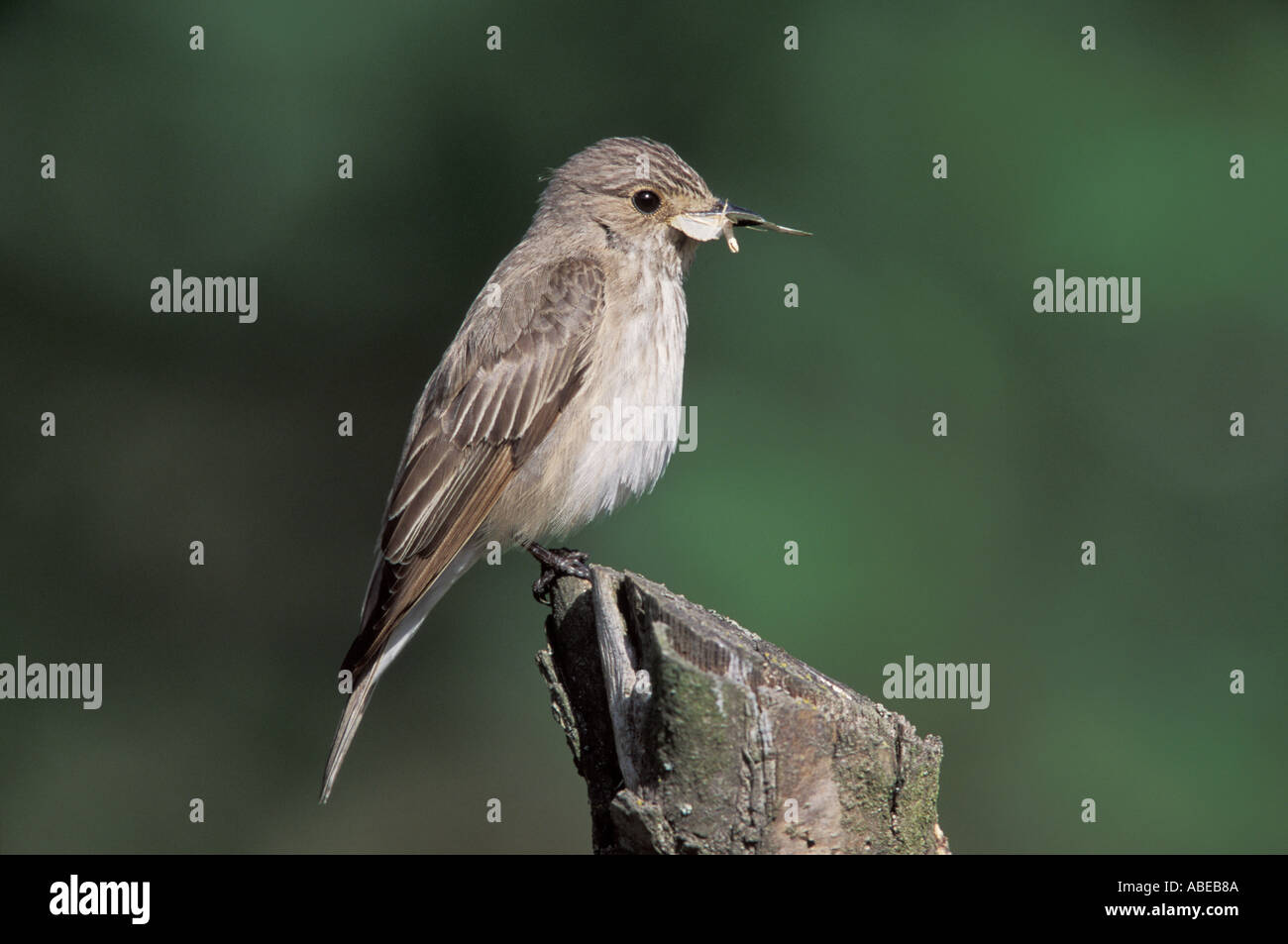 SPOTTED FLYCATCHER Muscicapa striata Stock Photo - Alamy