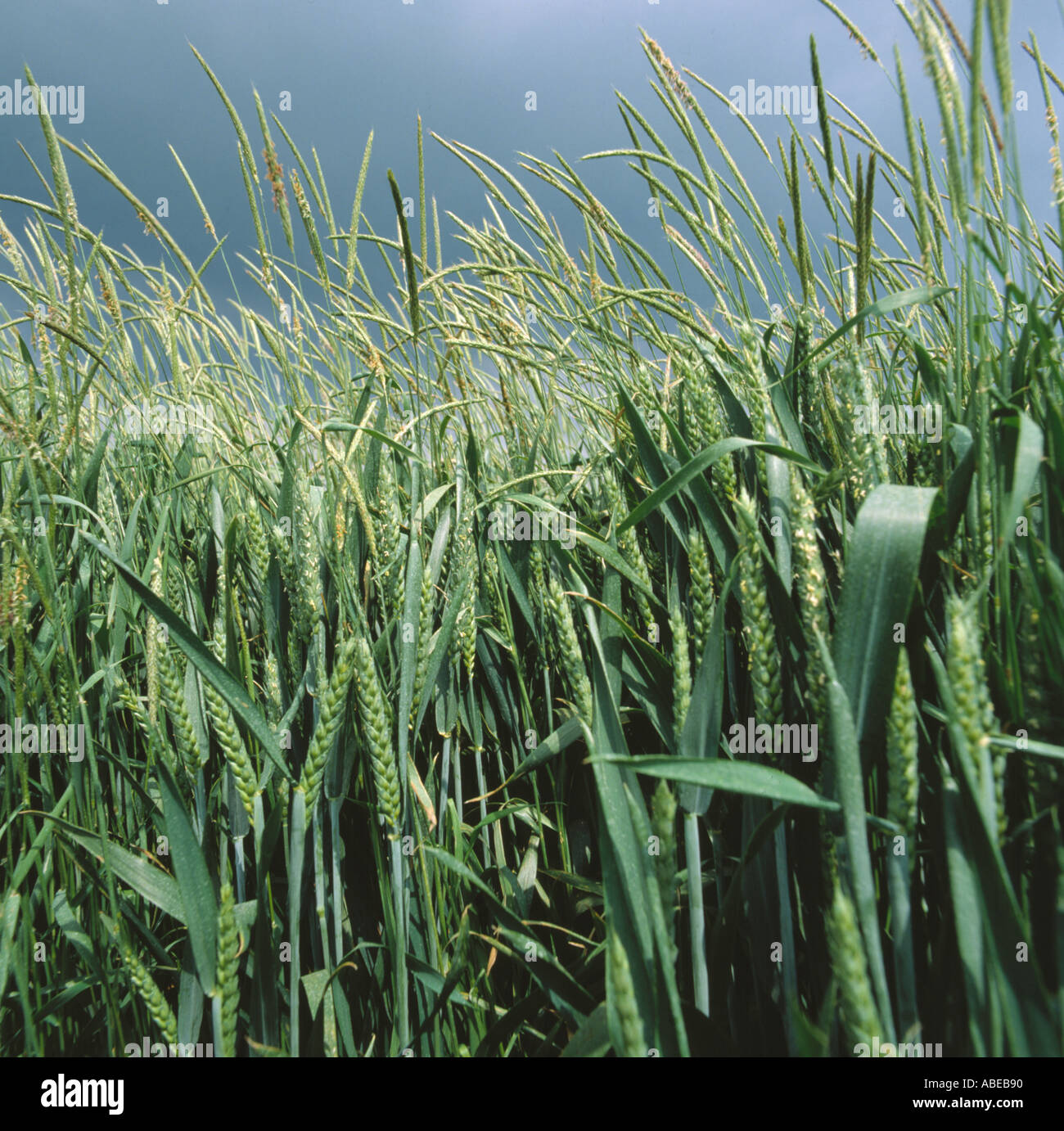 Blackgrass Alopecurus myosuroides a serious weed flowering in a wheat ...