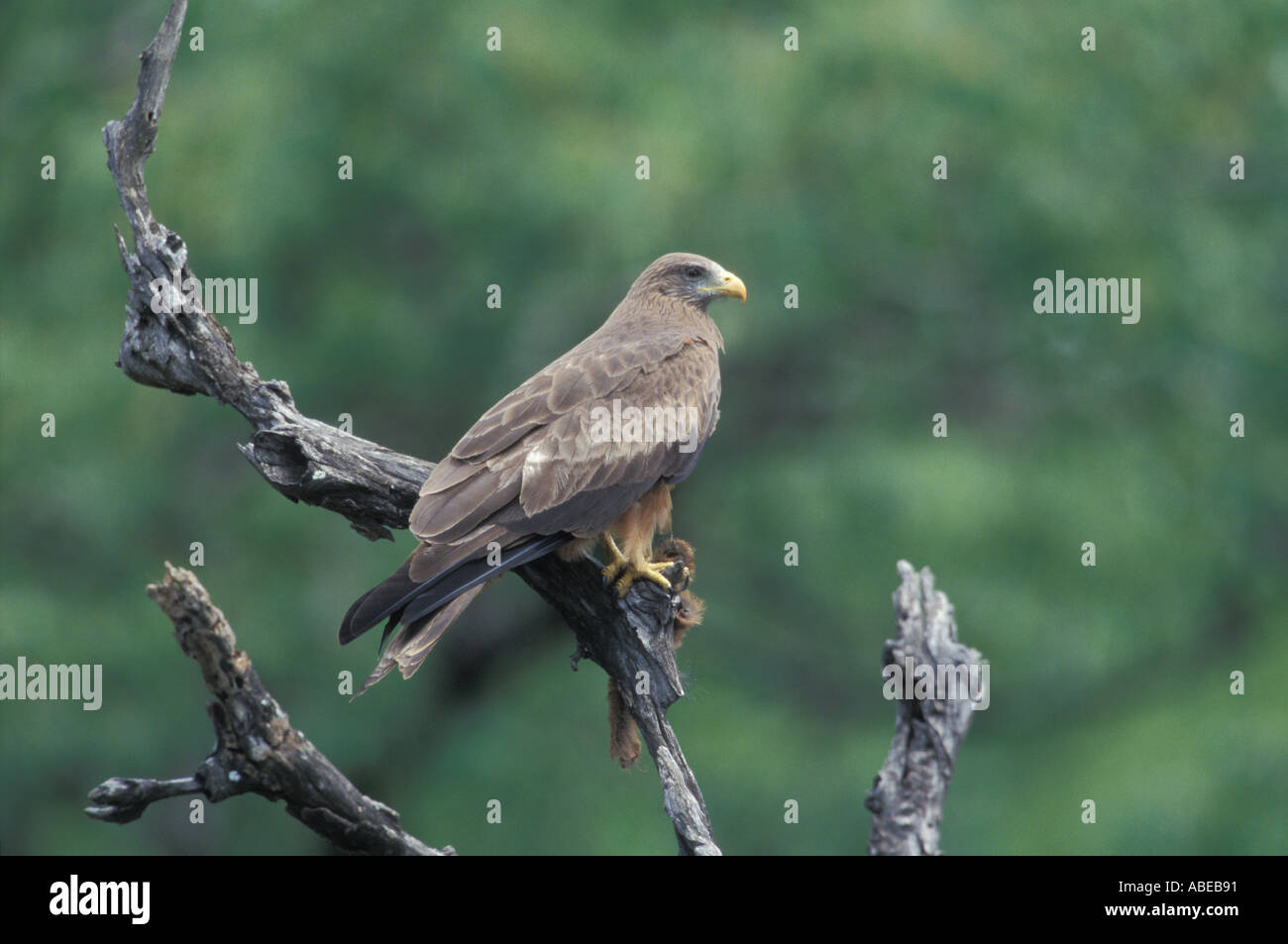 TAWNY EAGLE Aquila rapax Stock Photo - Alamy