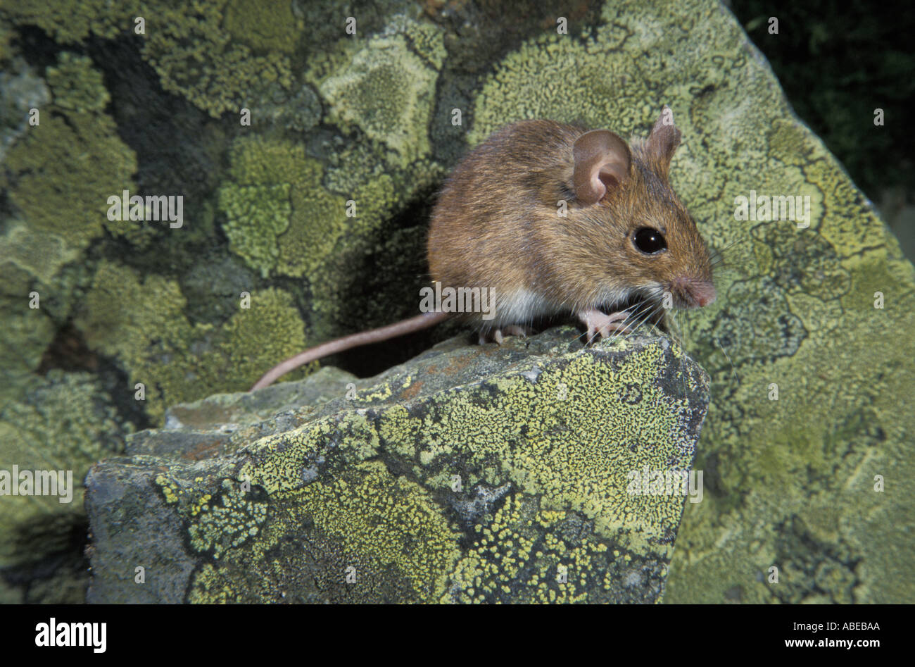 Yellow necked mouse uk hi-res stock photography and images - Alamy