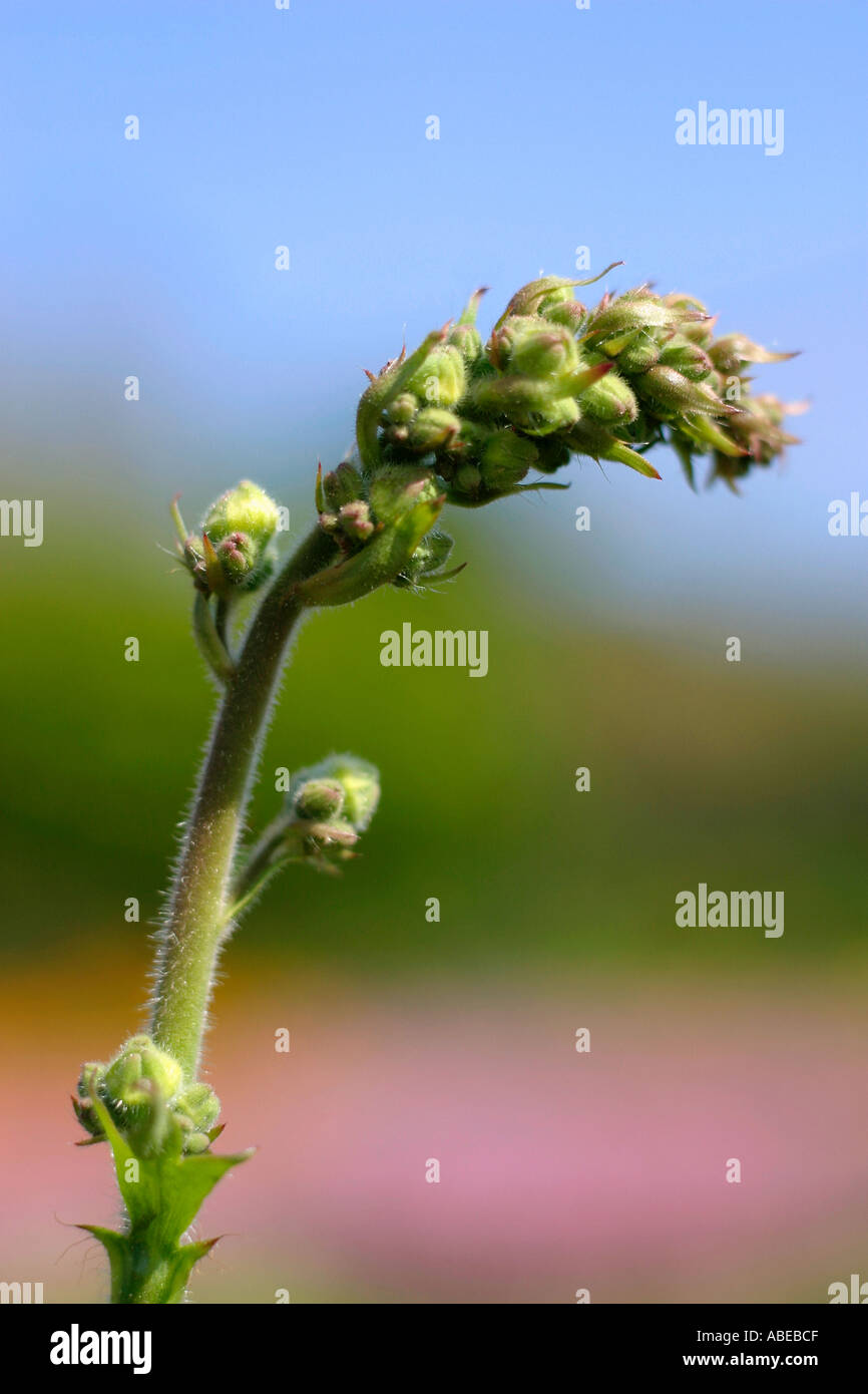 Flower buds on a tall flower stem with a soft abstract colorful ...