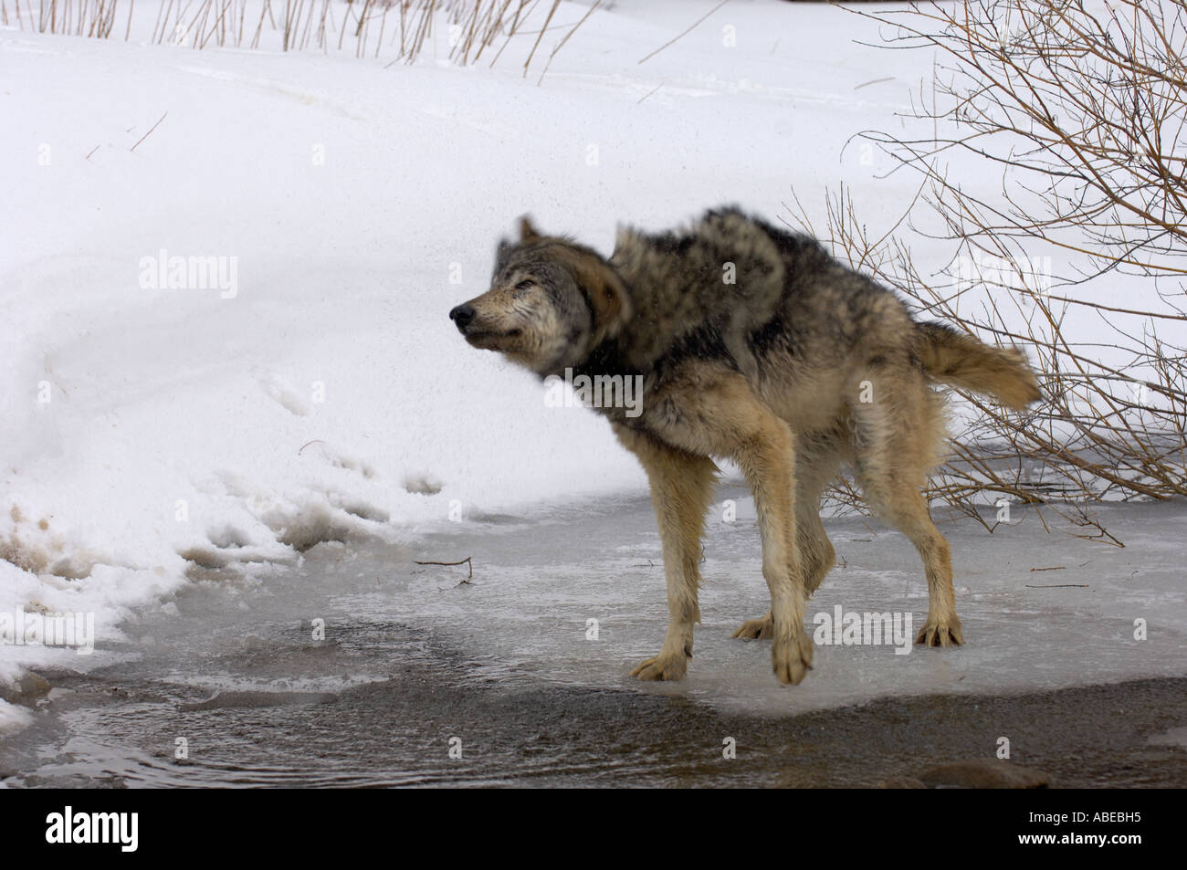 North American Timber Wolf Canis lupus shaking off water standing on ...