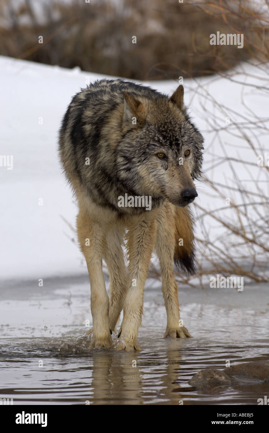 North American Timber Wolf Canis lupus standing in water and ice ...