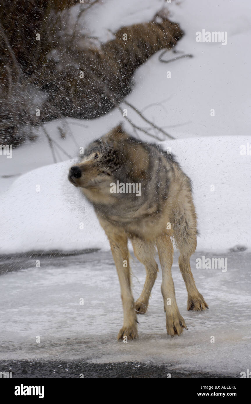North American Timber Wolf Canis lupus shaking off water standing in ...