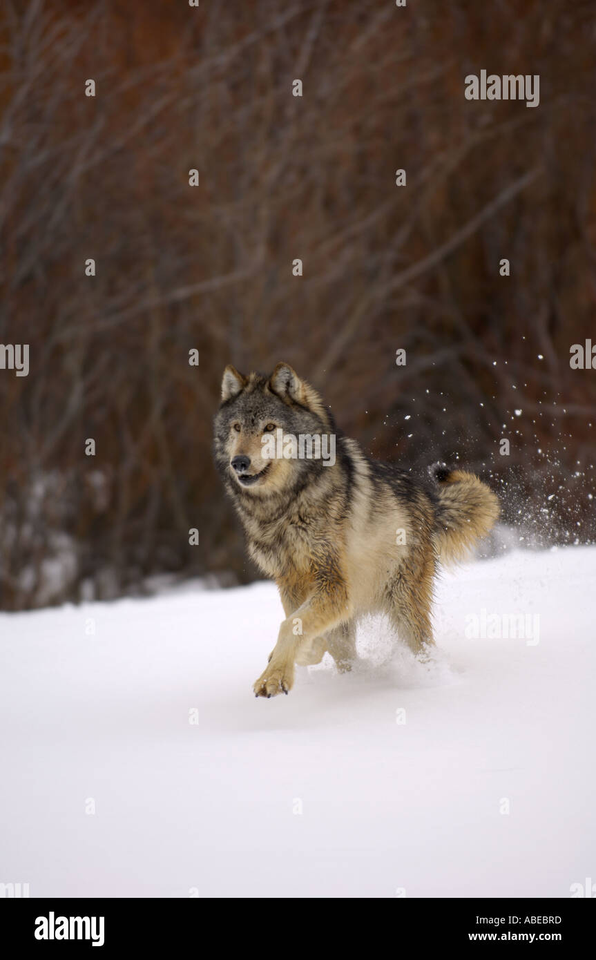North American Timber Wolf Canis lupus running through snow Montana USA ...