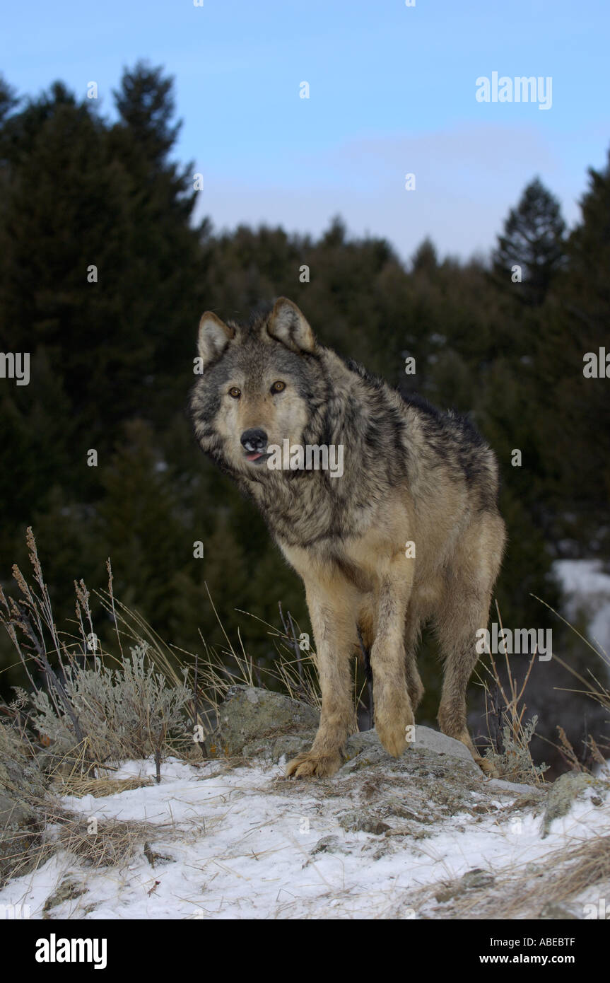 American timber hi-res stock photography and images - Alamy