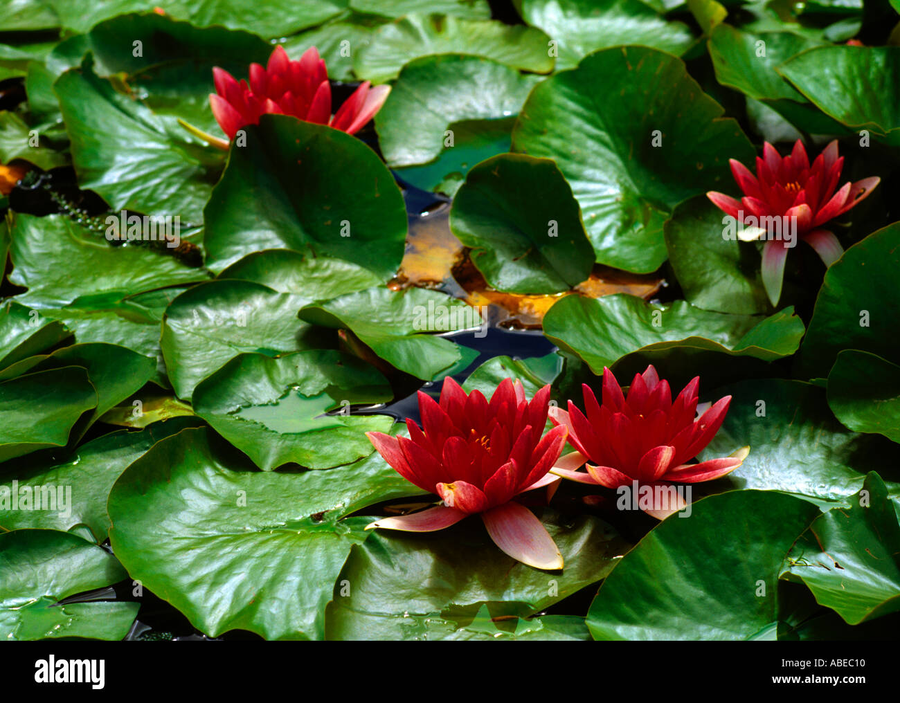 Lilies pond flower pond float plant grow hi-res stock photography and ...