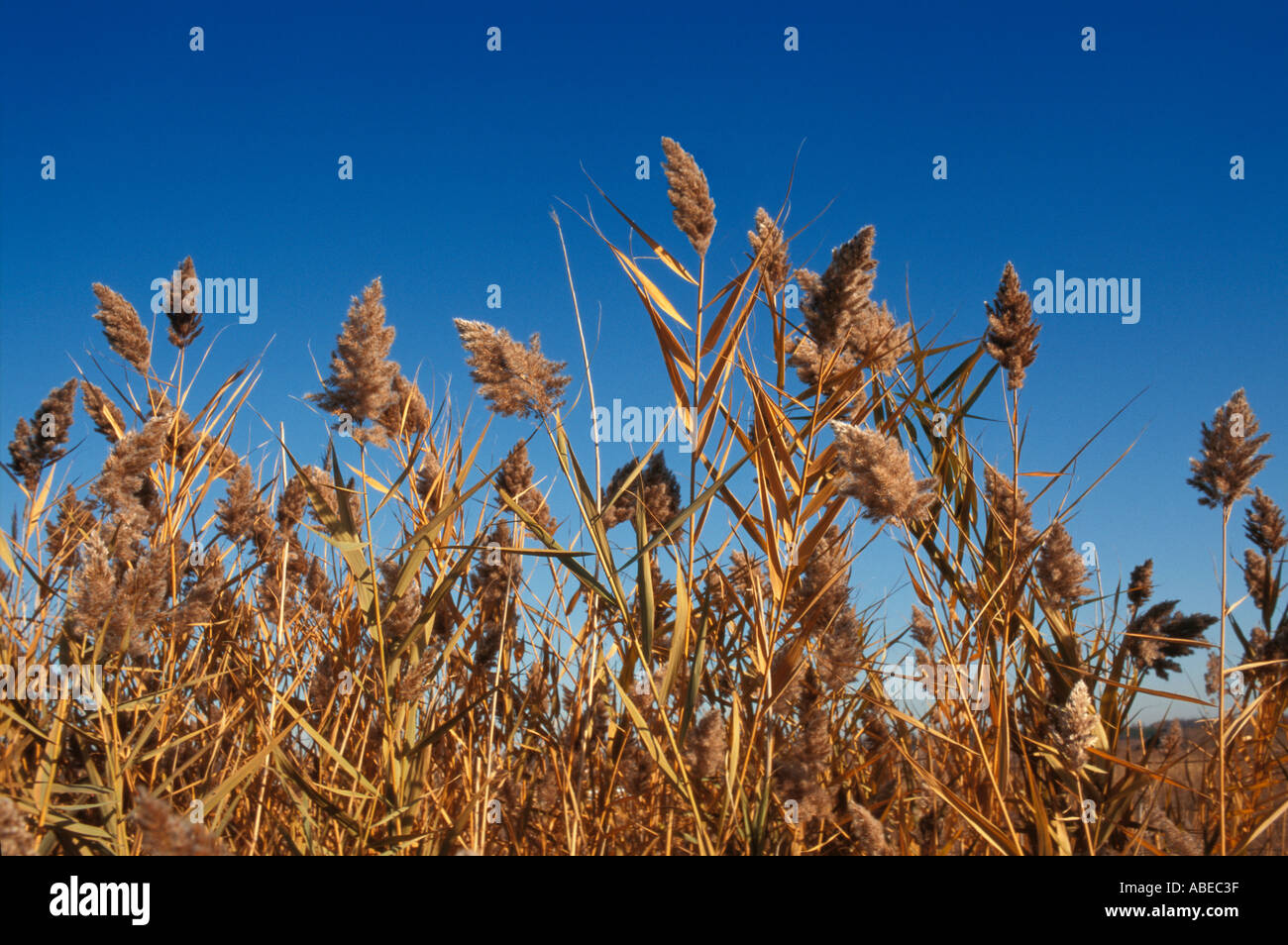 Tall stalks of dry grass in a rural setting and with a clear blue sky ...