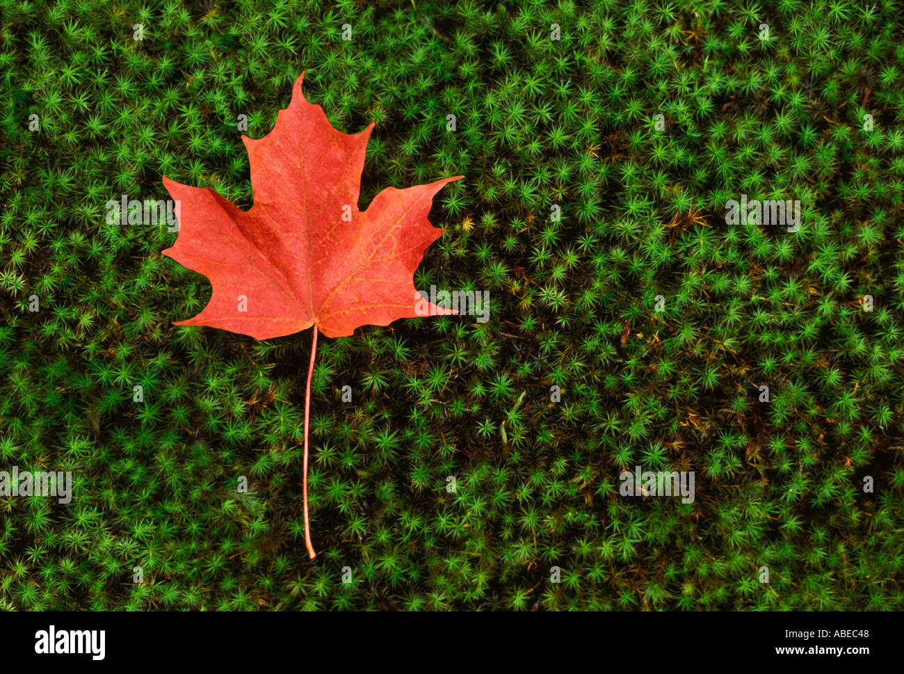 Color colour political government canada canadian hi-res stock ...