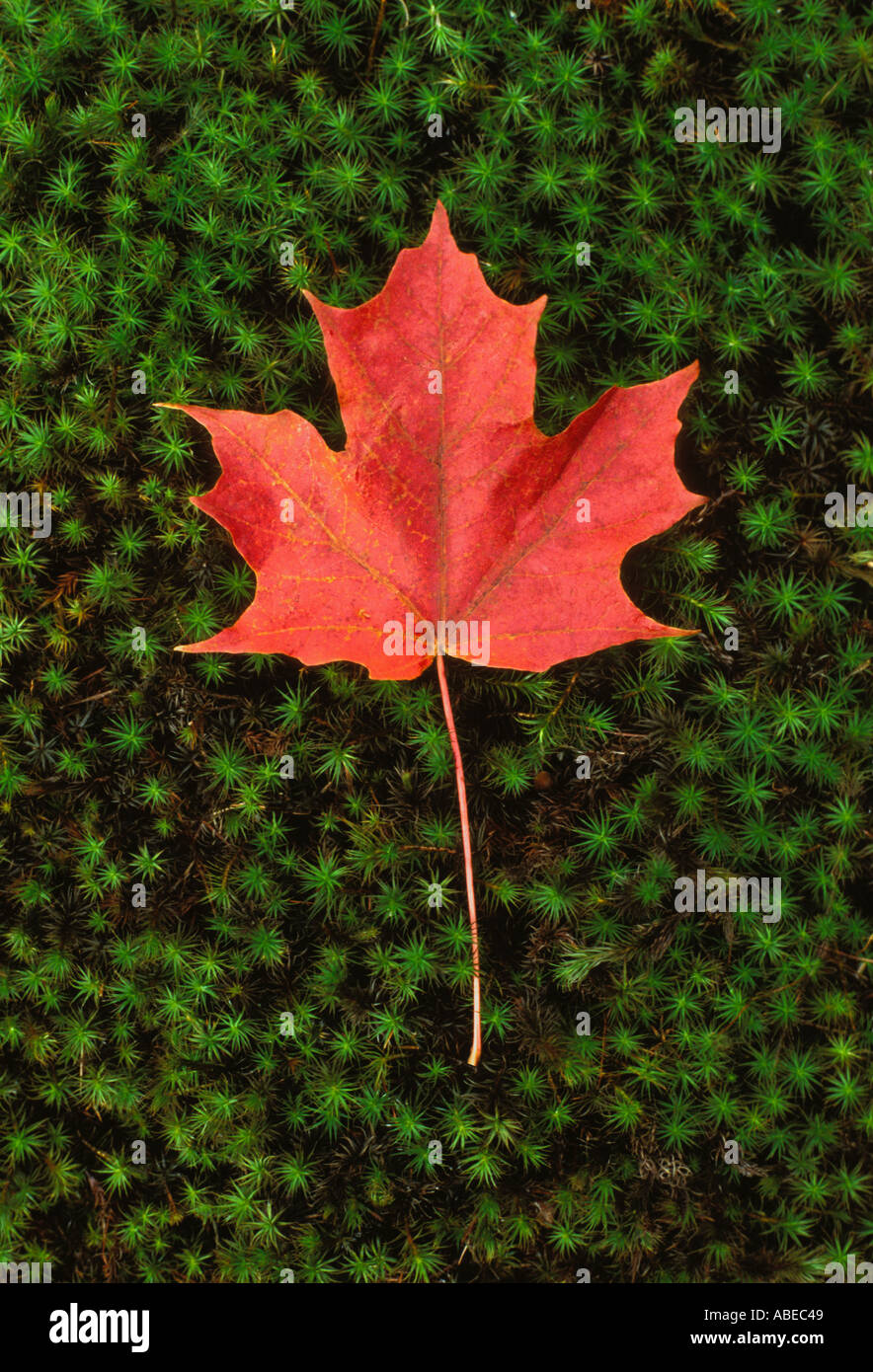 Color colour political government canada canadian hi-res stock ...