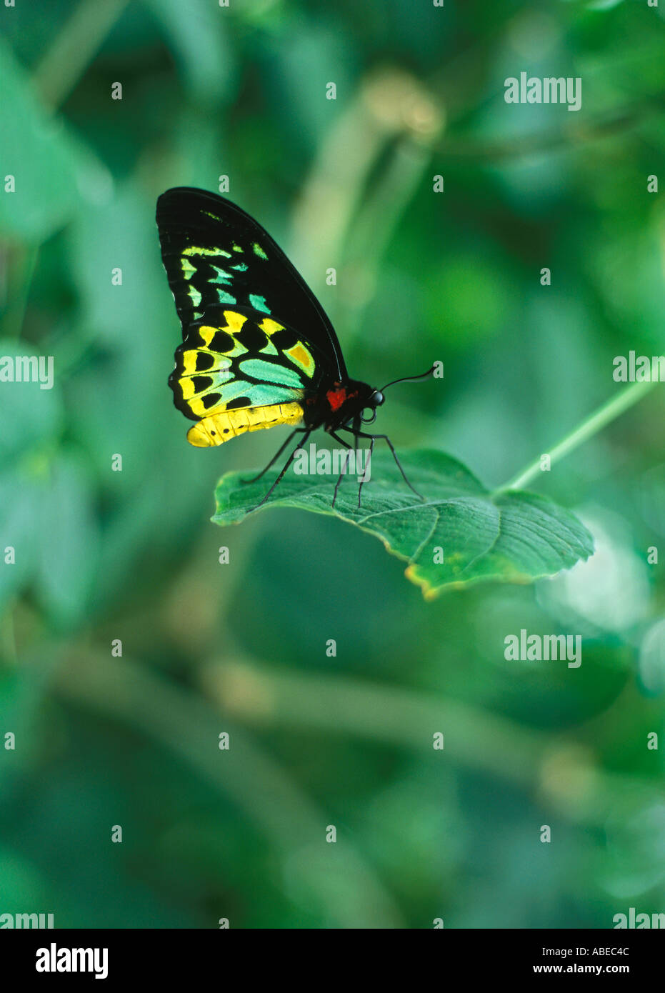 Butterflies colorful wings antennas hi-res stock photography and images ...