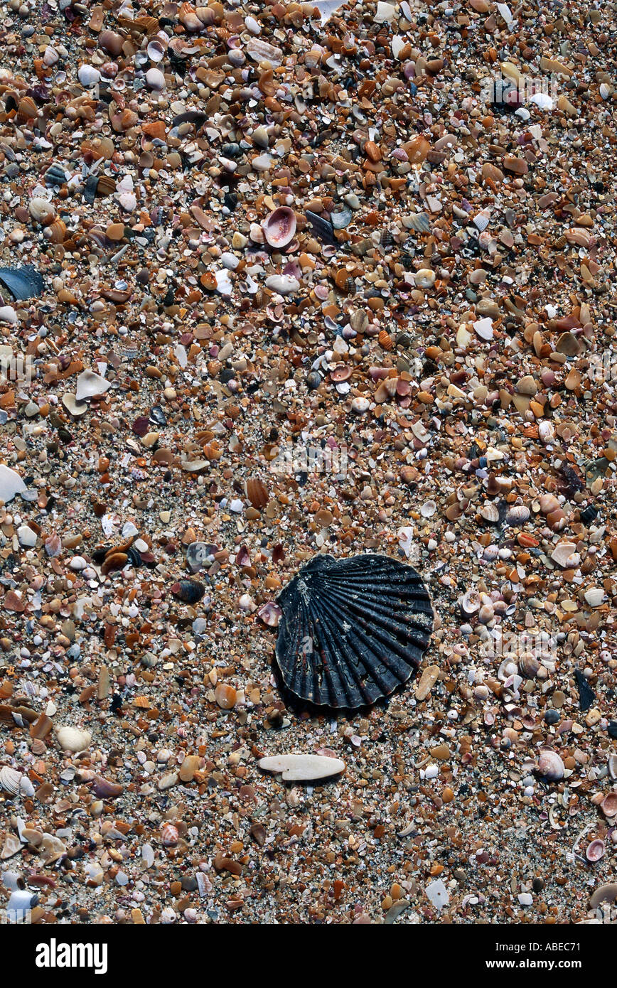 Untouched by shells hi-res stock photography and images - Alamy