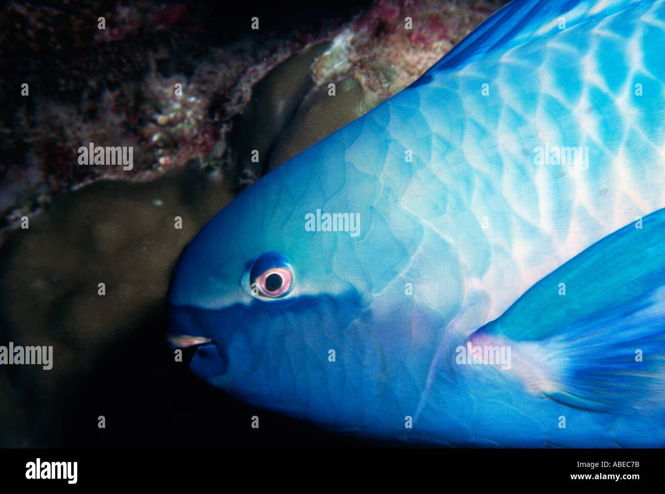 Parrot Fish sleeping Rarotonga Cook islands Stock Photo - Alamy