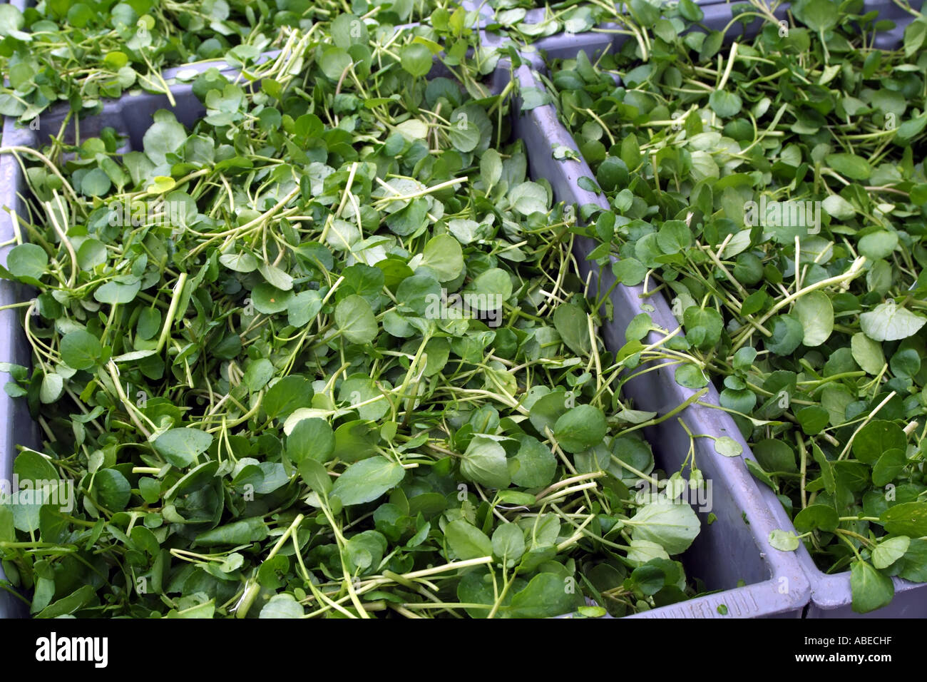Salad cress in plastic container hi-res stock photography and images ...