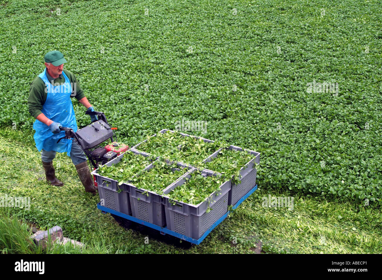 Watercress having been harvested in plastic bins before washing and ...
