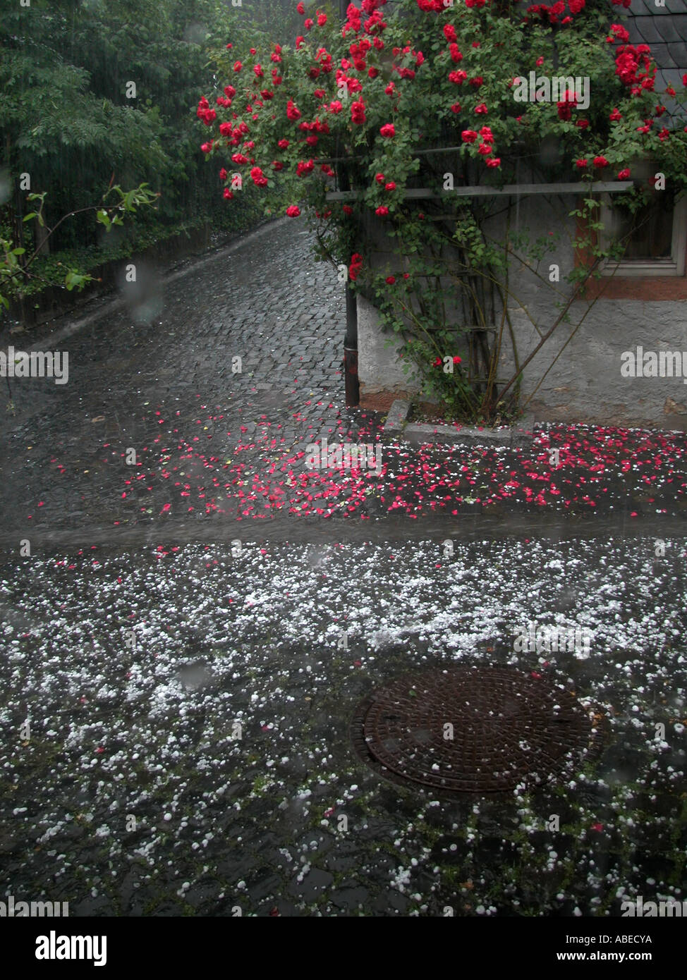 Wet red roses falling down hi-res stock photography and images - Alamy