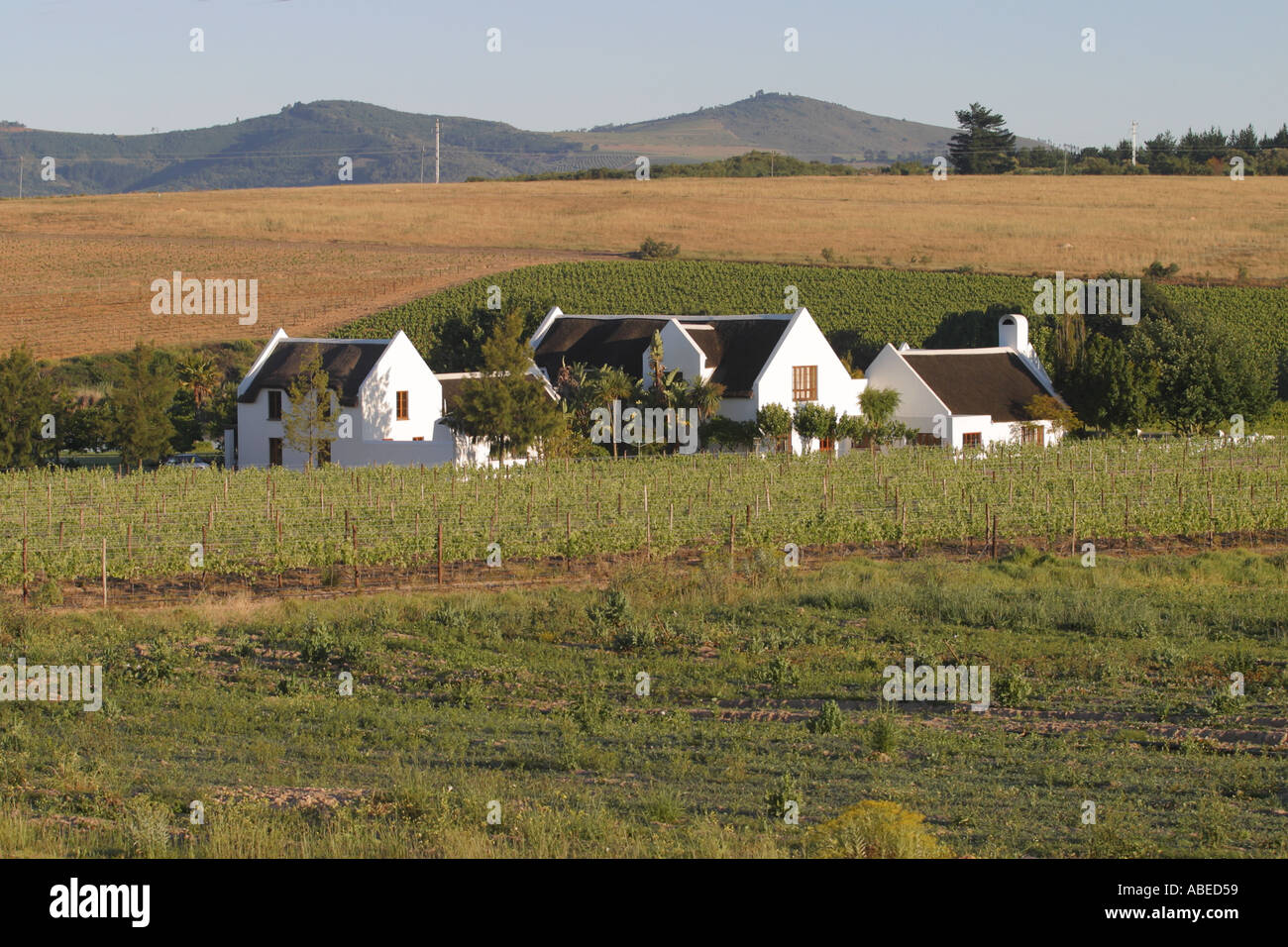 wine farm western cape Stock Photo - Alamy