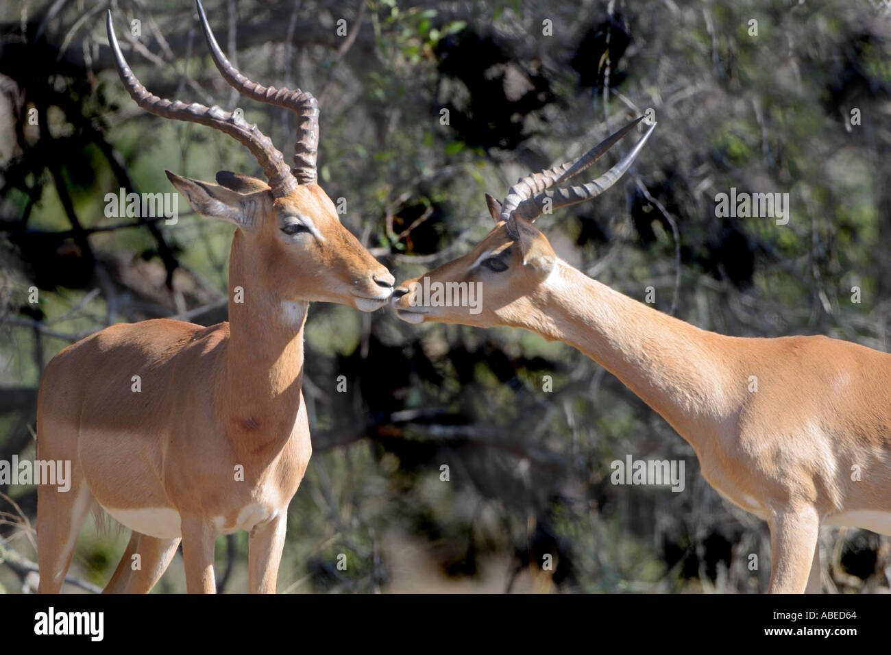Impala greeting hi-res stock photography and images - Alamy