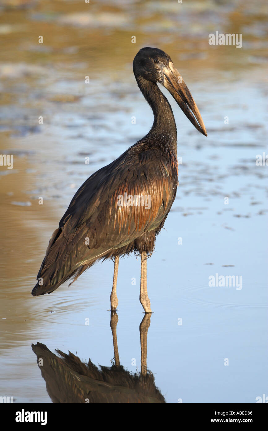 openbilled stork hunting Stock Photo - Alamy