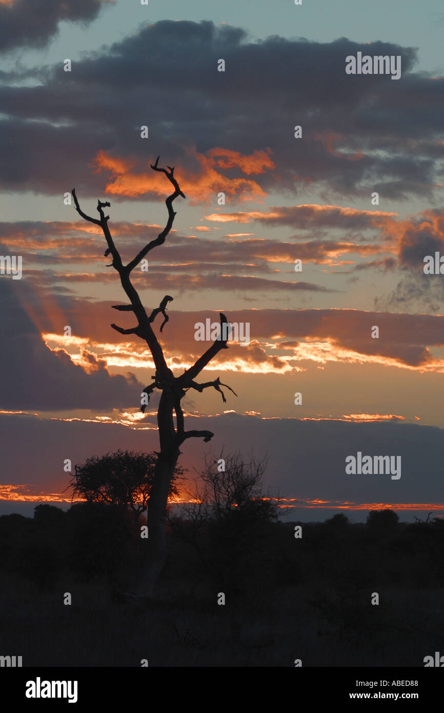 sunset in the bushveld Stock Photo - Alamy