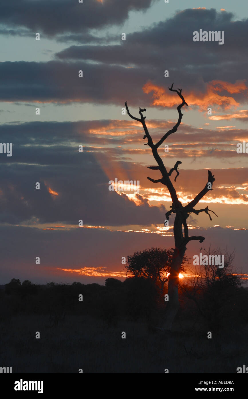 sunset in the bushveld Stock Photo - Alamy