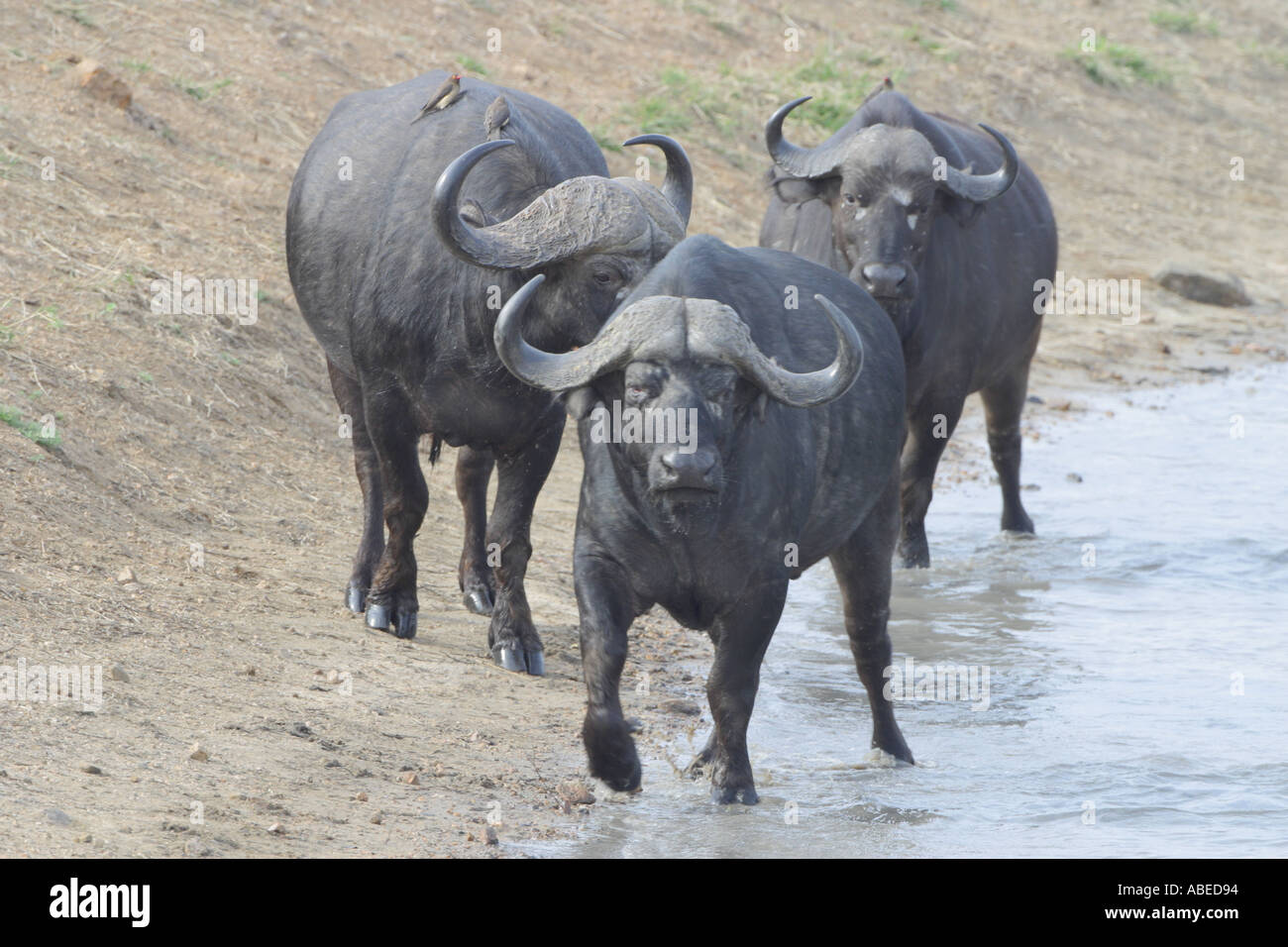 Dam wildlife hi-res stock photography and images - Alamy