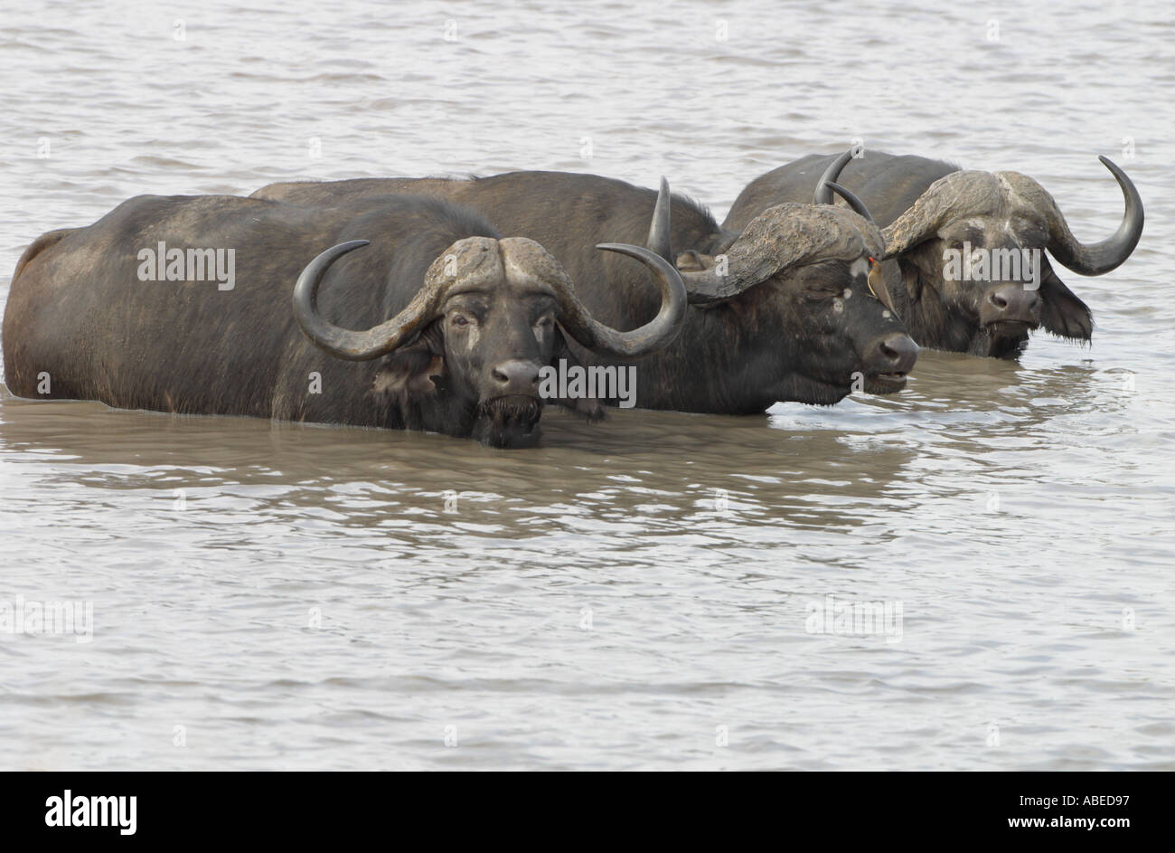 Dam wildlife hi-res stock photography and images - Alamy