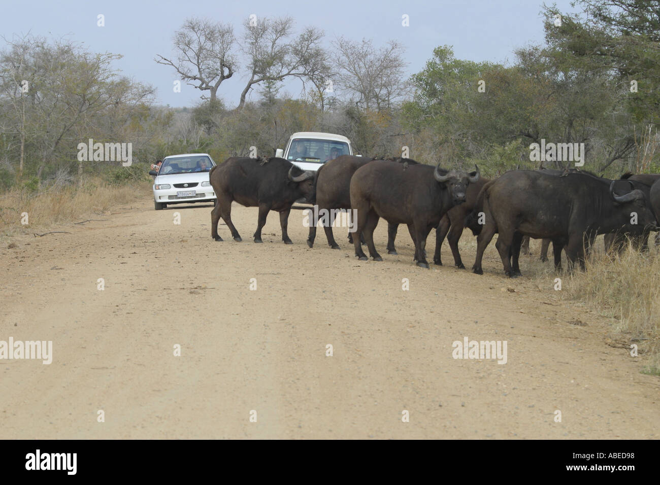 buffalo crossing road Stock Photo - Alamy
