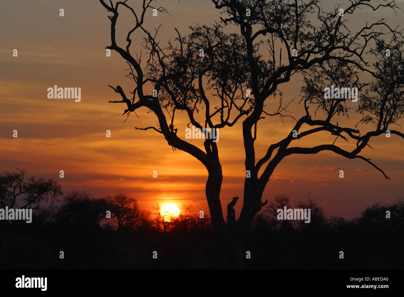 sunset in the bushveld Stock Photo - Alamy