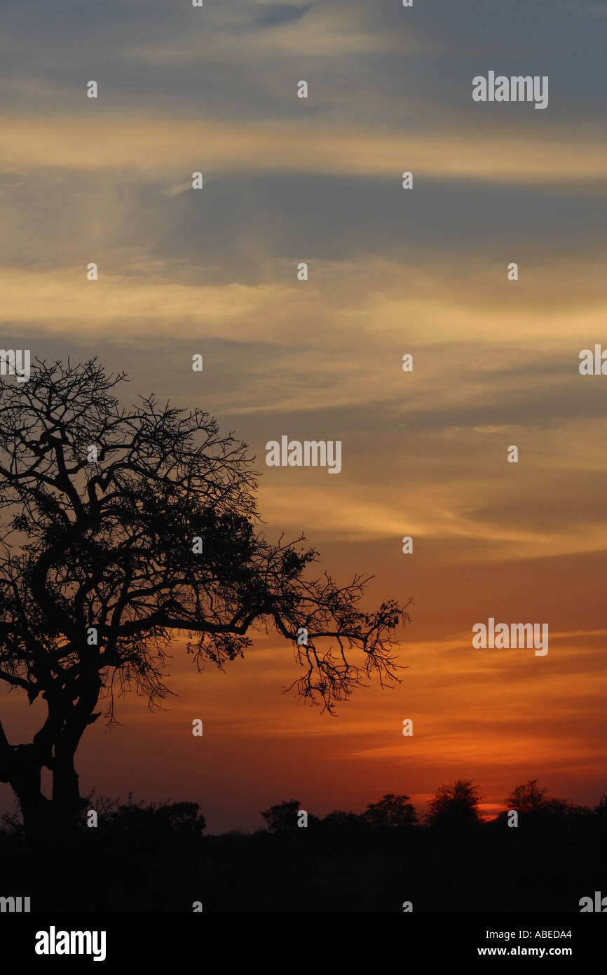 sunset in the bushveld Stock Photo - Alamy