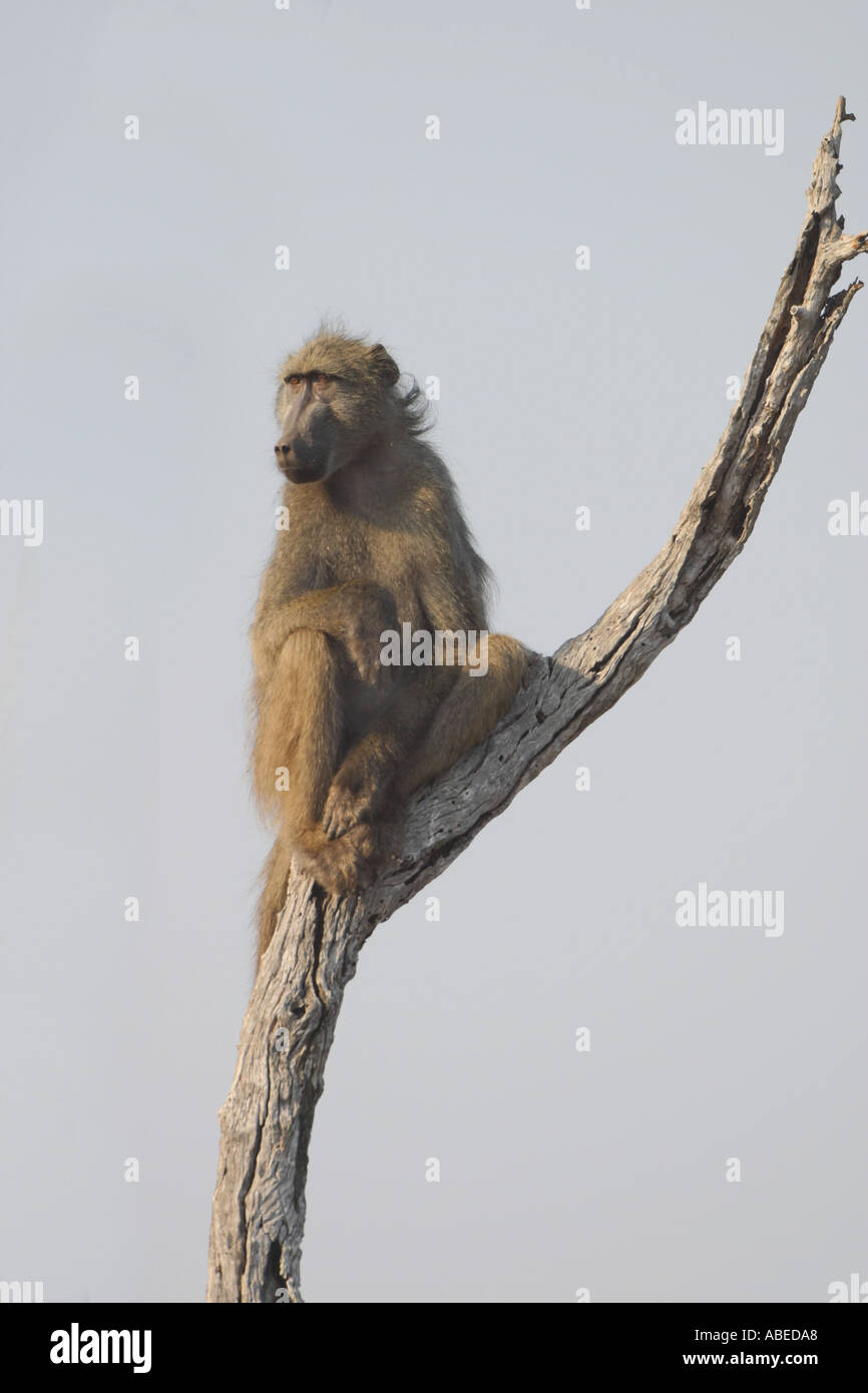 baboon on dead tree Stock Photo - Alamy