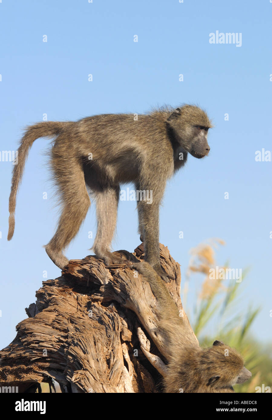 Tree stump wildlife hi-res stock photography and images - Alamy