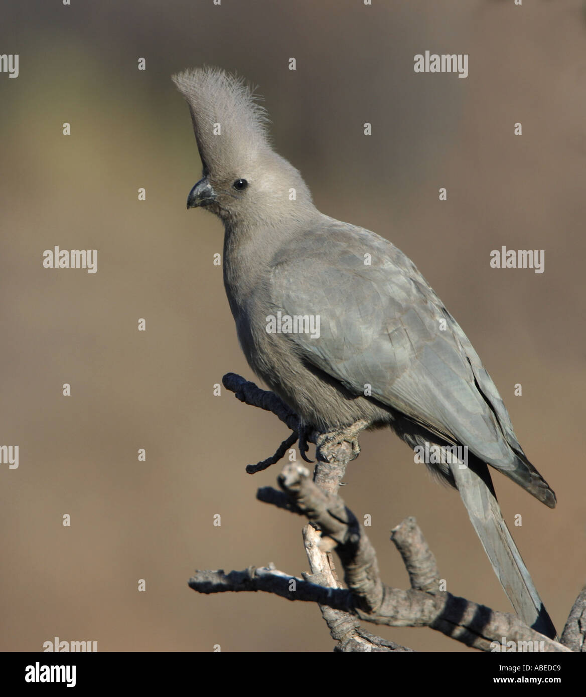 Lourie hi-res stock photography and images - Alamy