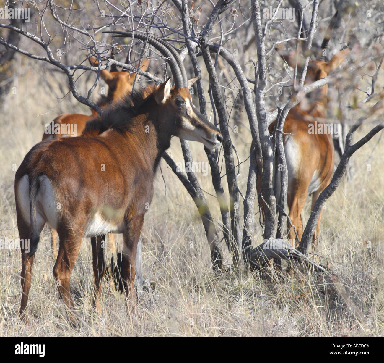 sable antelope group Stock Photo - Alamy