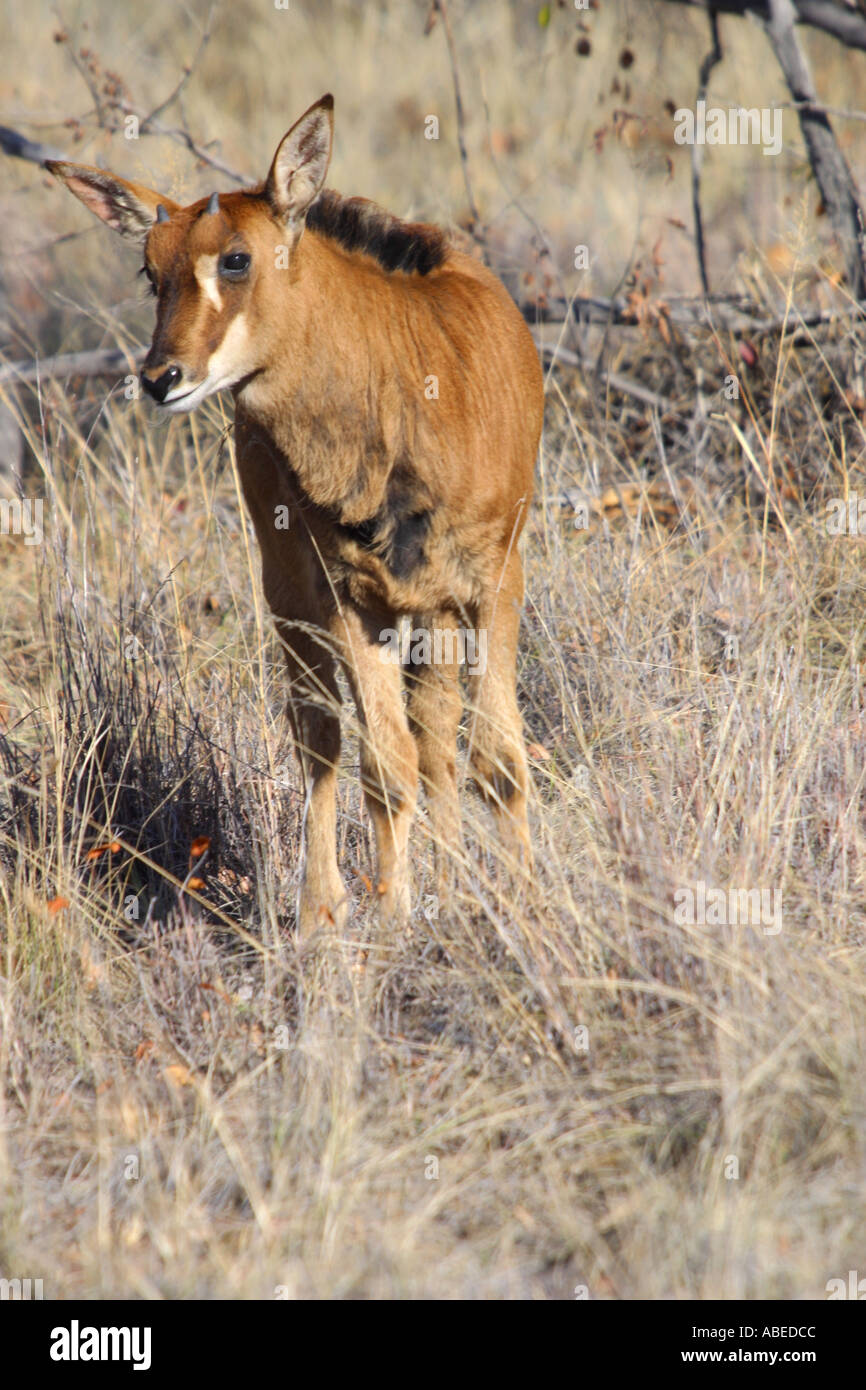 Sable antelope walking hi-res stock photography and images - Alamy