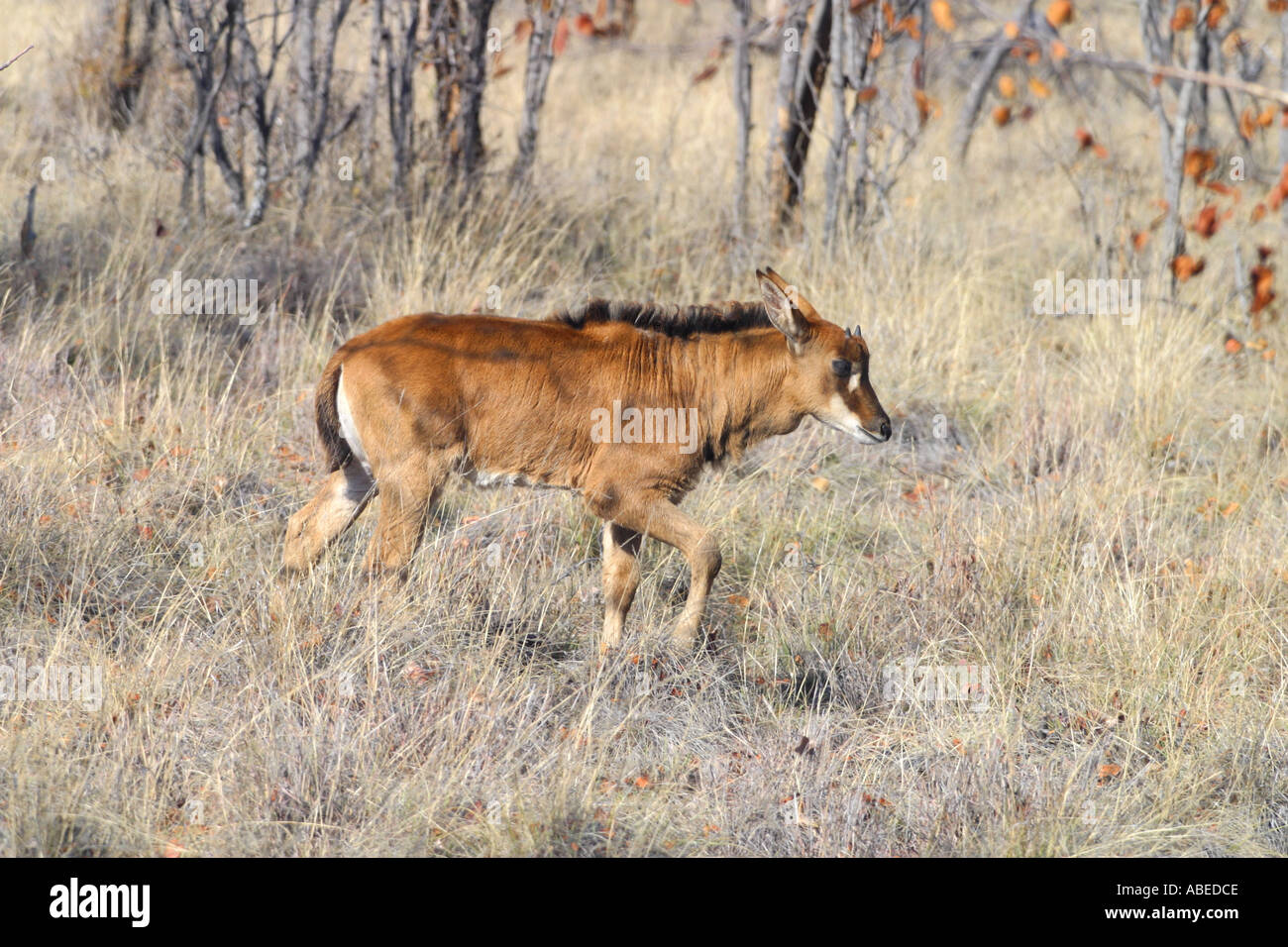 sable antelope young Stock Photo - Alamy