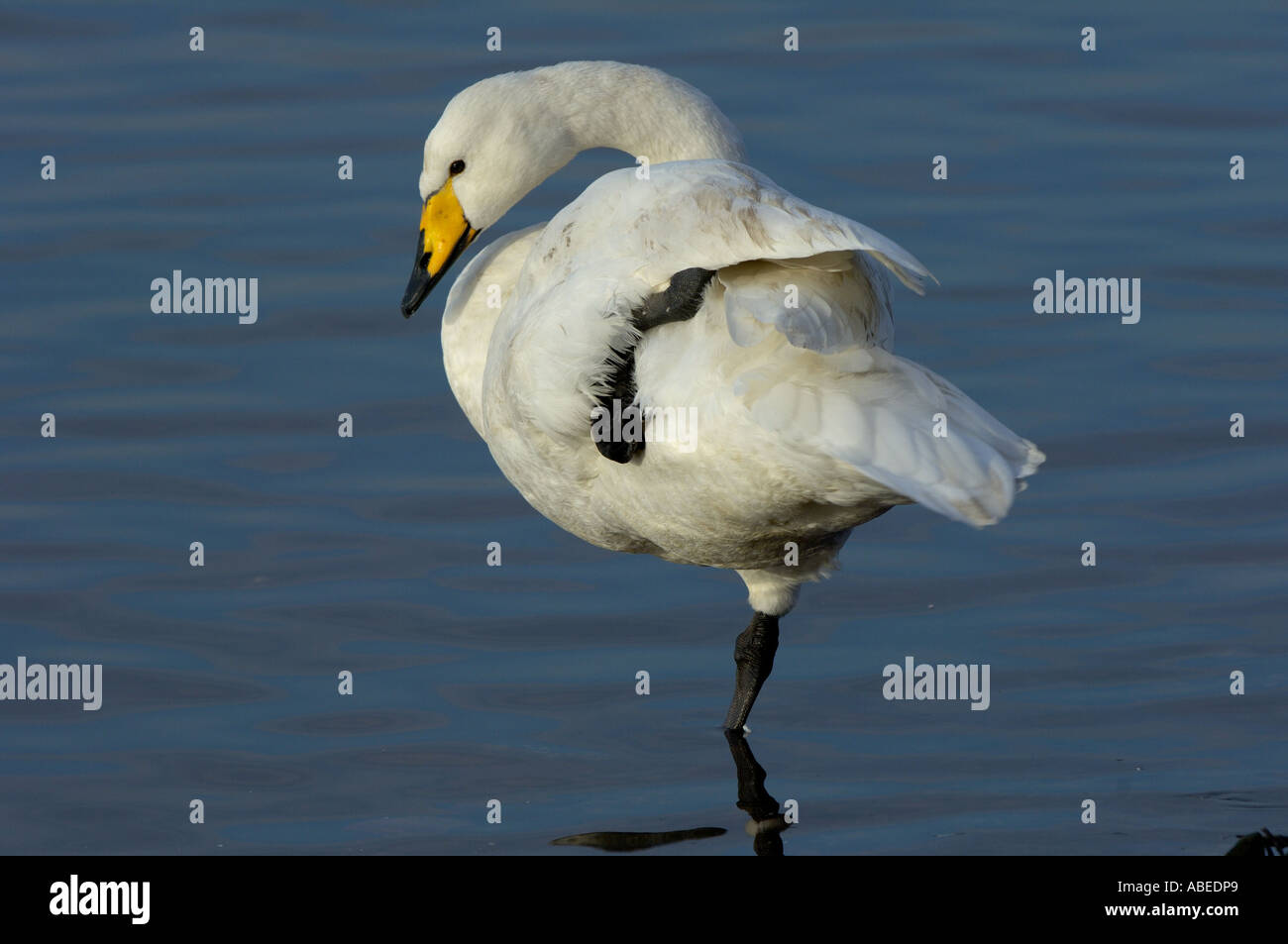 Whooper Swan Cygnus cygnus standing in water balancing on one leg ...