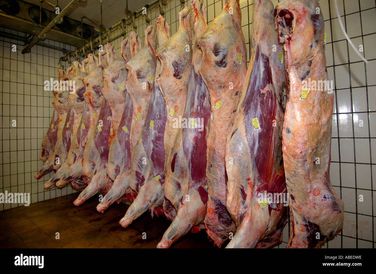 Cattle processing in the slaughterhouse Stock Photo - Alamy
