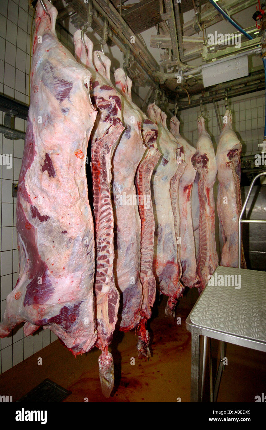 Cow Slaughterhouse Process