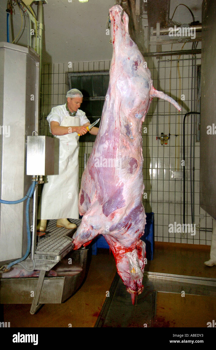 Cattle processing in the slaughterhouse Stock Photo - Alamy