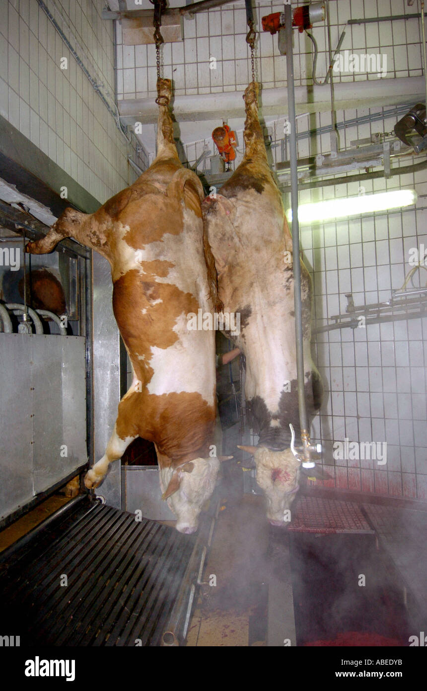 Cattle processing in the slaughterhouse Stock Photo - Alamy