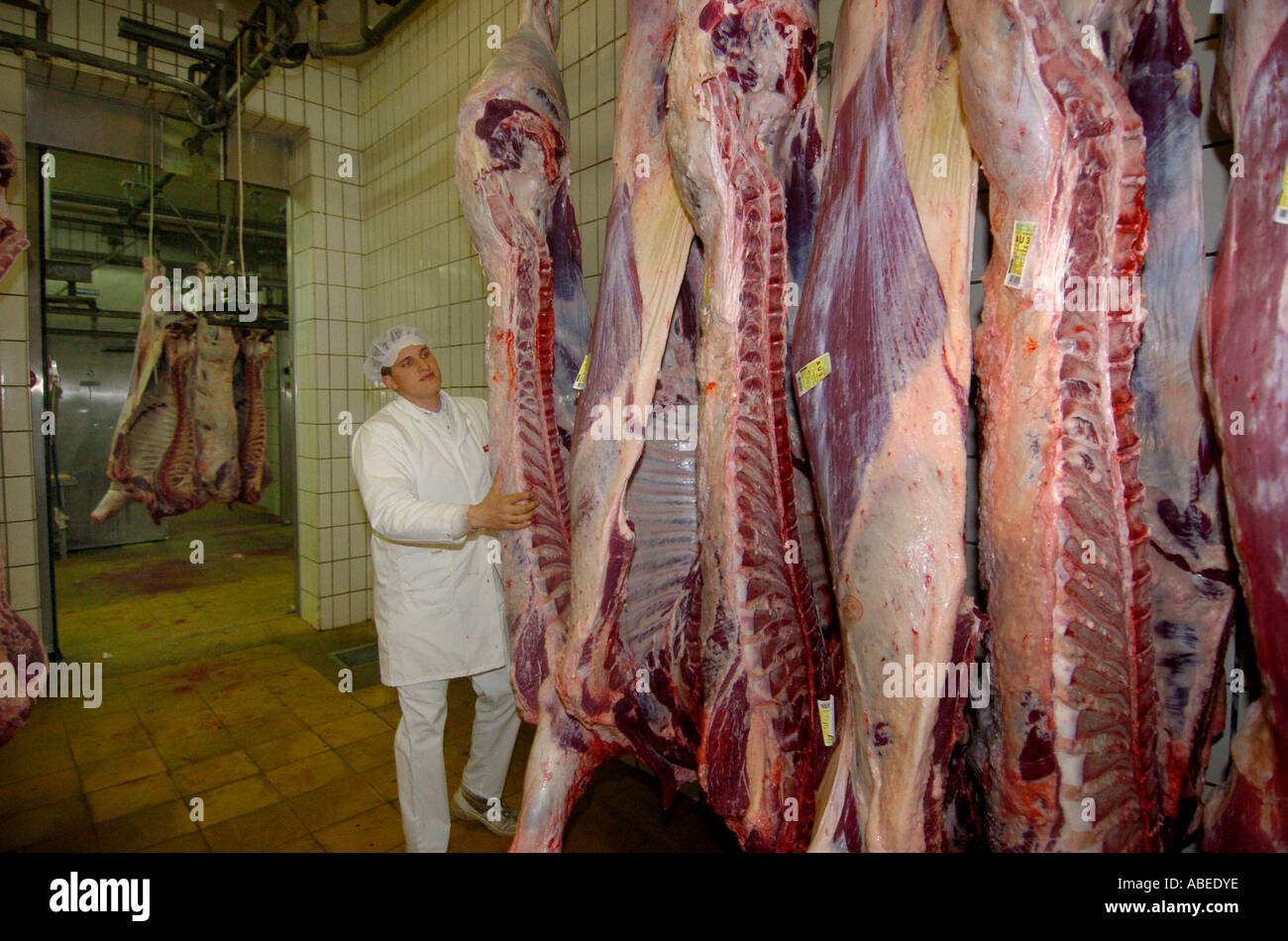 Cattle processing in the slaughterhouse Stock Photo - Alamy