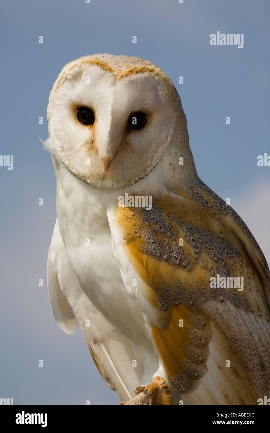 Big owl face hi-res stock photography and images - Alamy