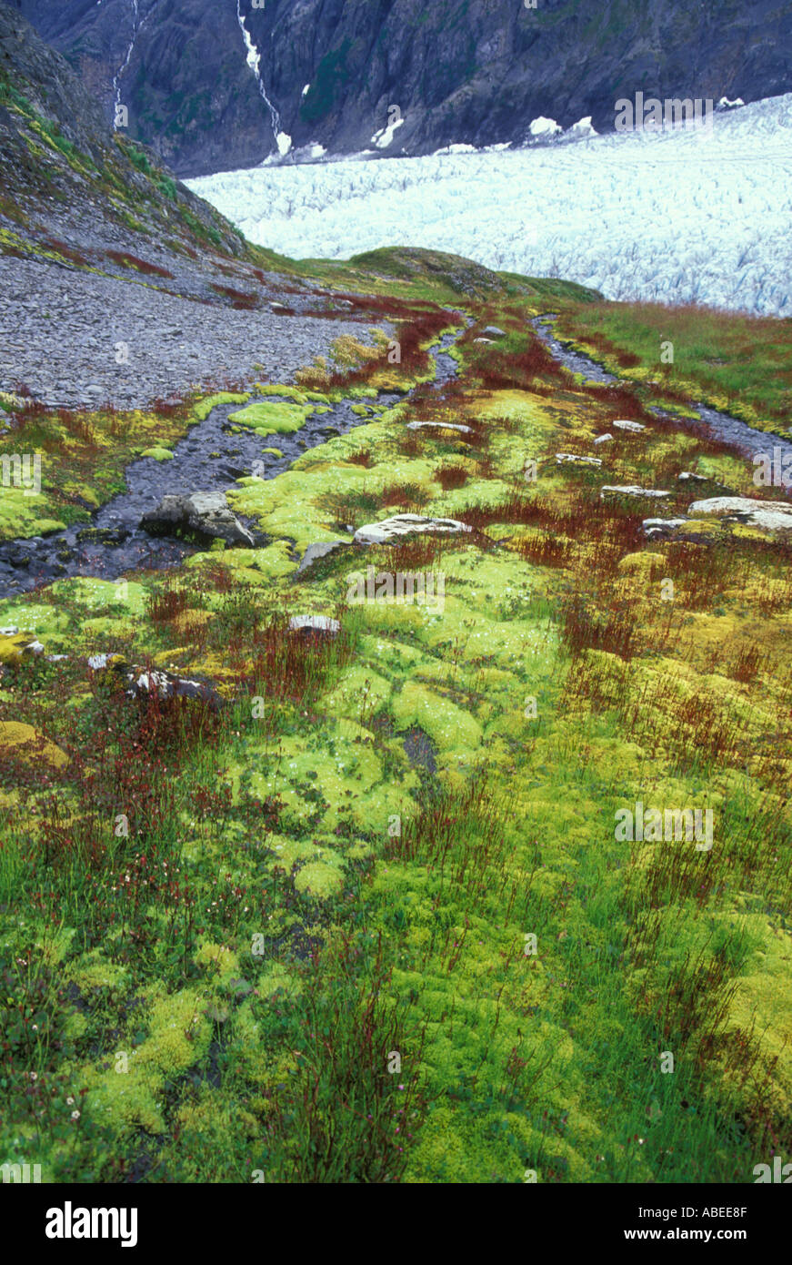 Moss covered rocks with Exit Glacier in the background; Kenai Fjords ...
