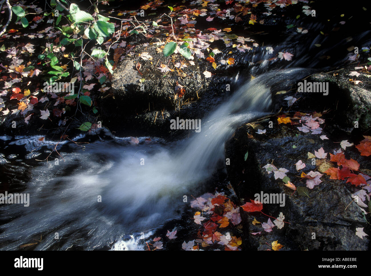Fall leaves in Duck Brook / Acadia National Park, Maine Stock Photo - Alamy