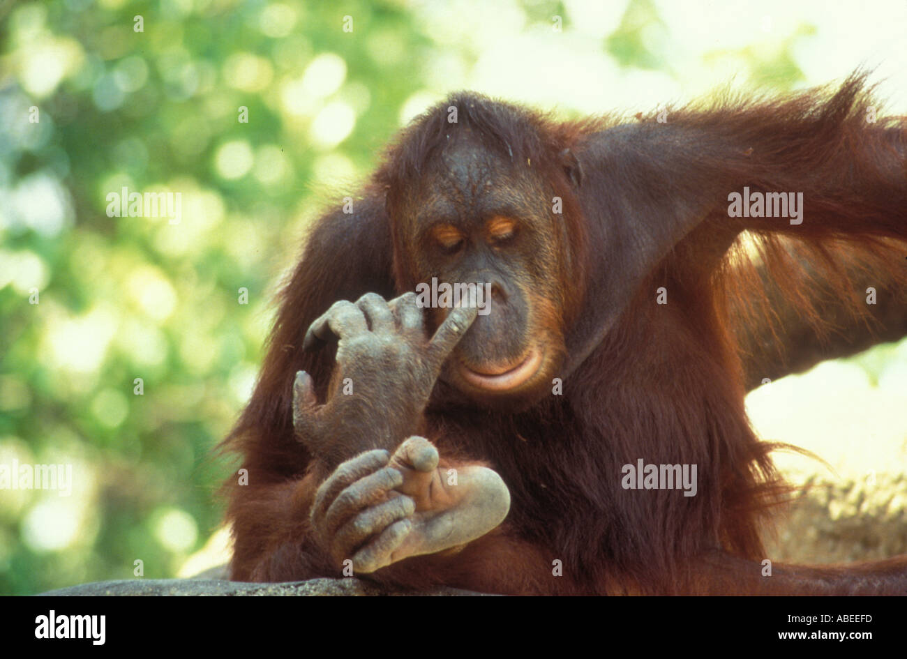 Orangutan (Pongo pygmaeus) sitting in a tree picking its nose Stock ...