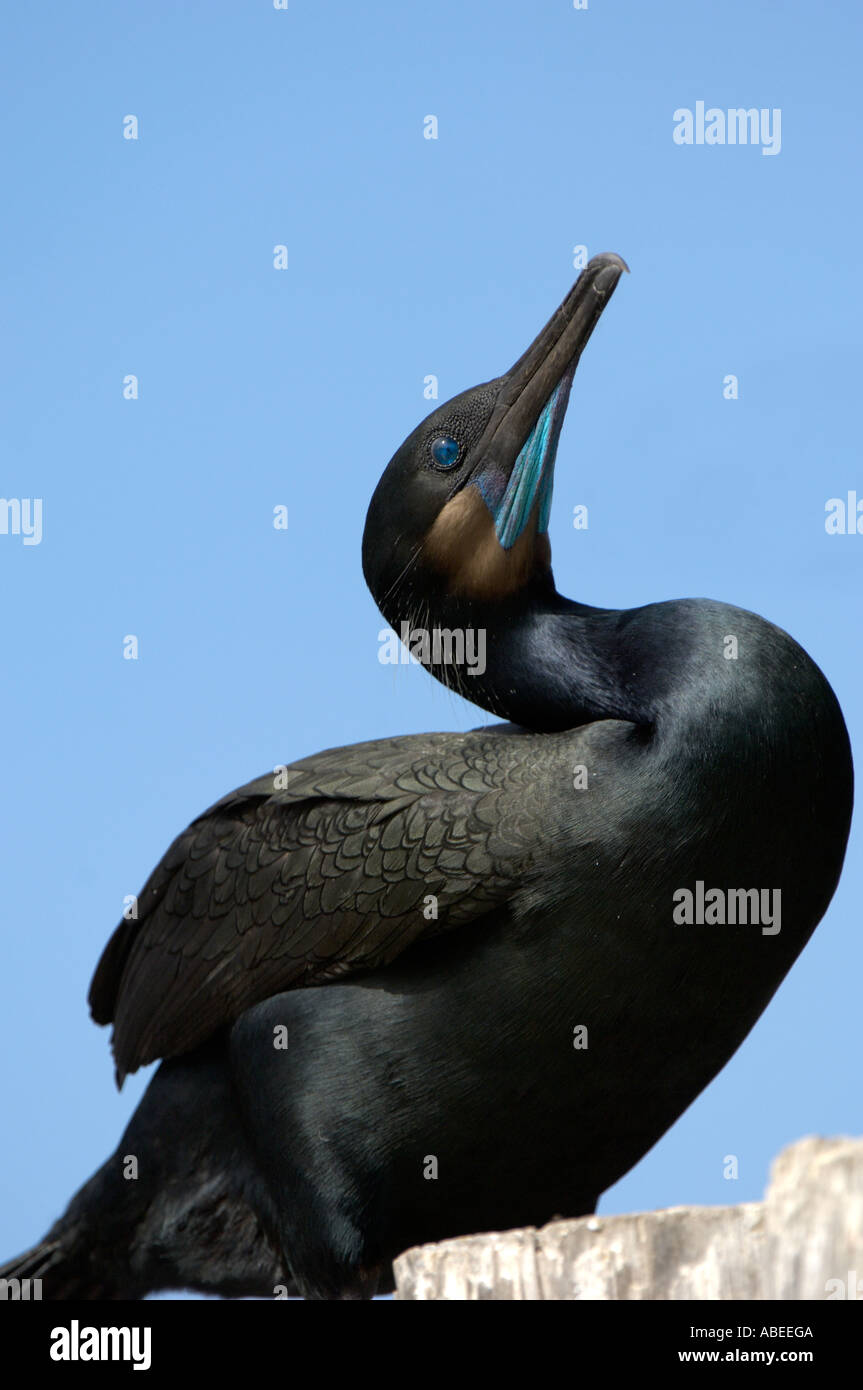 Brandts Cormorant Phalacrocorax penicillatus displaying showing blue ...
