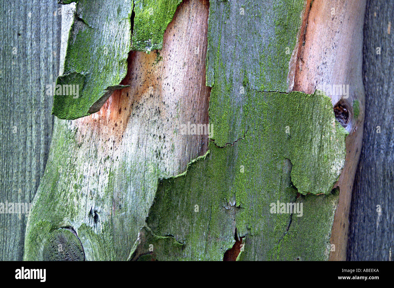 Detached tree bark hi-res stock photography and images - Alamy