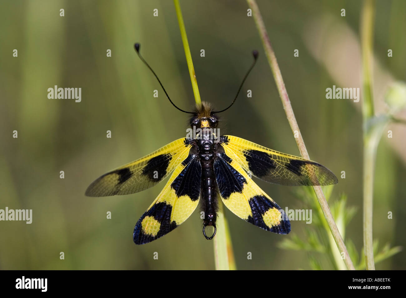 Owlfly (Ascalaphus libelloides macaronius Stock Photo - Alamy