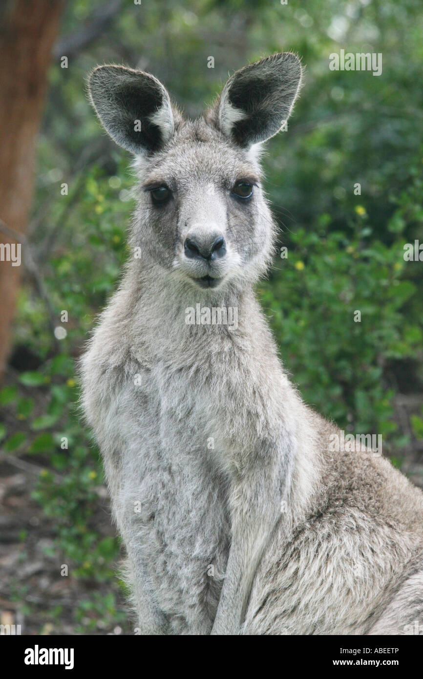 close-up of a kangaroo in australia Stock Photo - Alamy